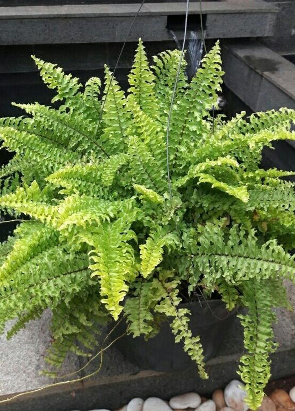 5 Tanaman Terfavorit Ini Ciptakan Udara Sehat dalam Rumah